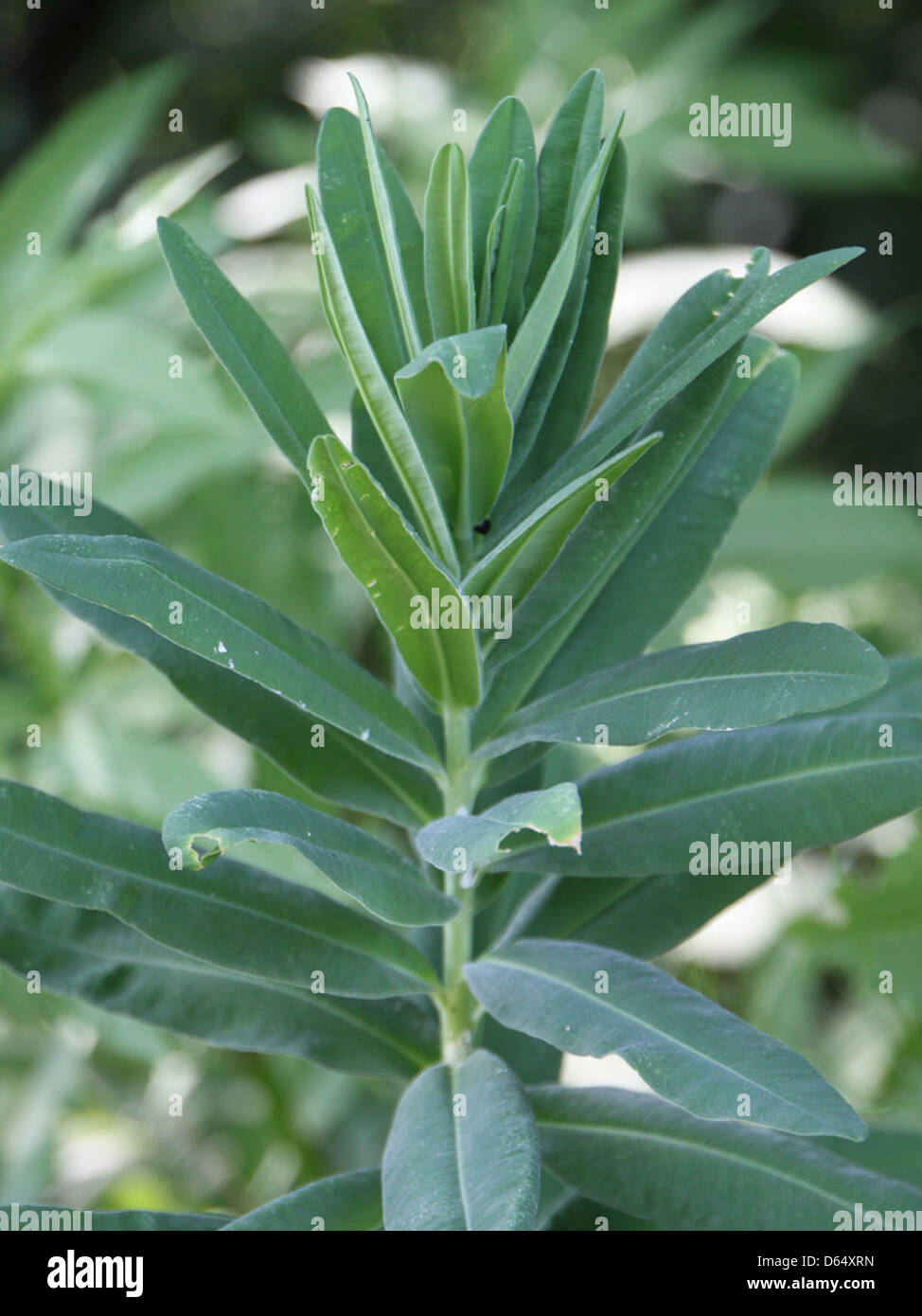 The image shows a Mediterranean spurge plant (Euphorbia characias ...