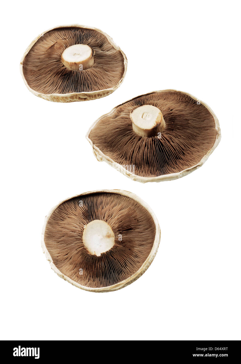 Portobello mushrooms hi-res stock photography and images - Alamy