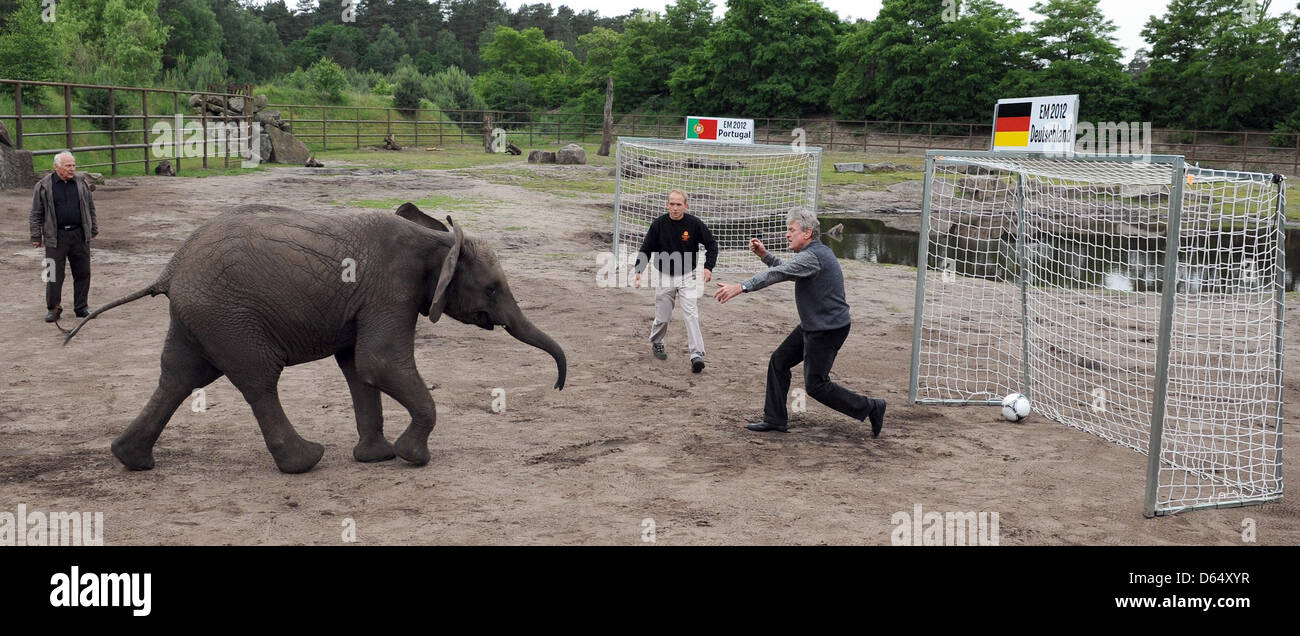Elephant cow Nelly kicks a soccer ball towards a goal which is guarded ...