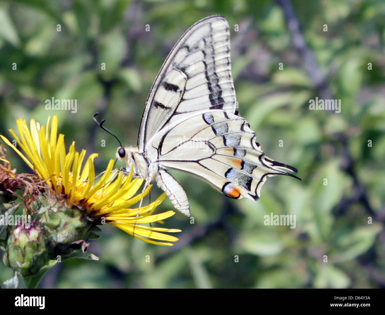 This image features a Yellow Swallowtail Butterfly (Papilio machaon ...