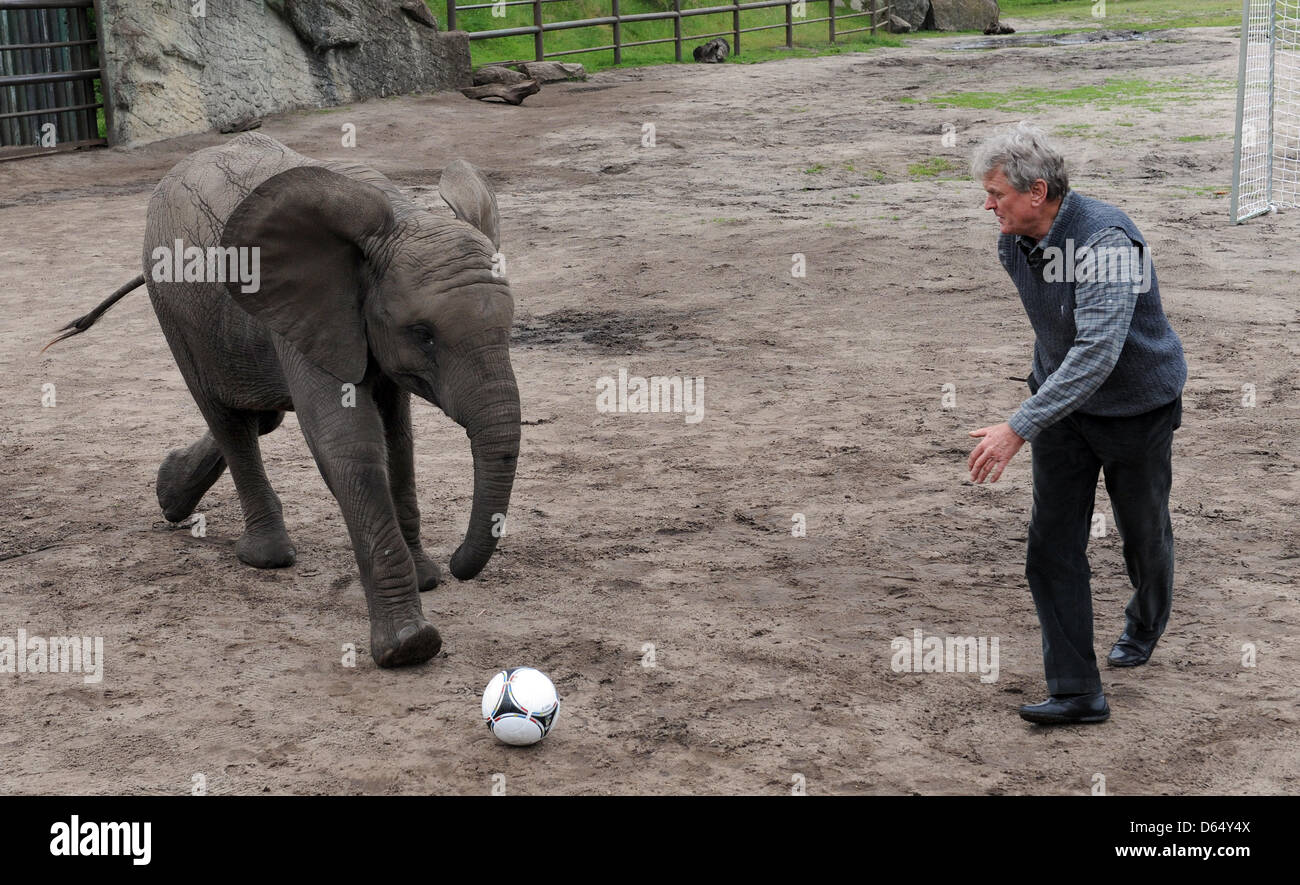 Elephant cow Nelly kicks a soccer ball towards a goal which is guarded ...