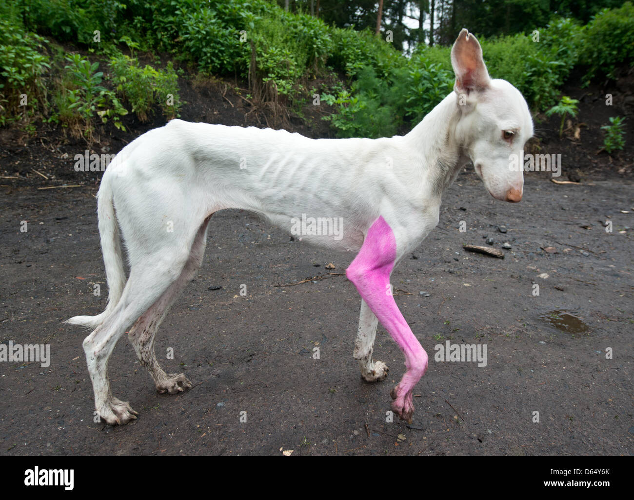 Spanish greyhound "Human" presents his front leg painted pink as ...