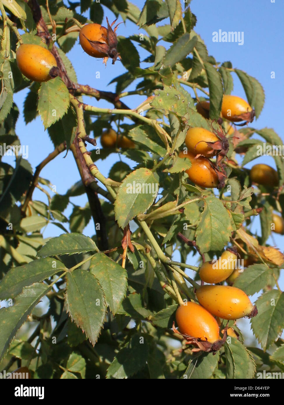 Rosa stock hi-res stock photography and images - Alamy