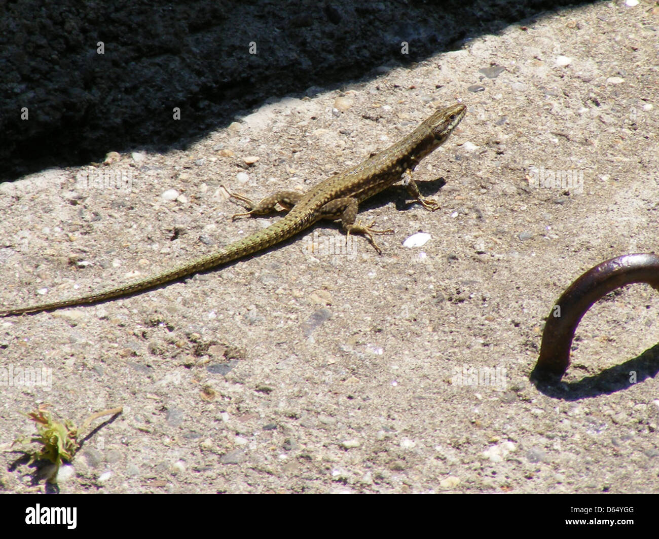 A lizard basking in the sun on a concrete surface, absorbing heat. The ...