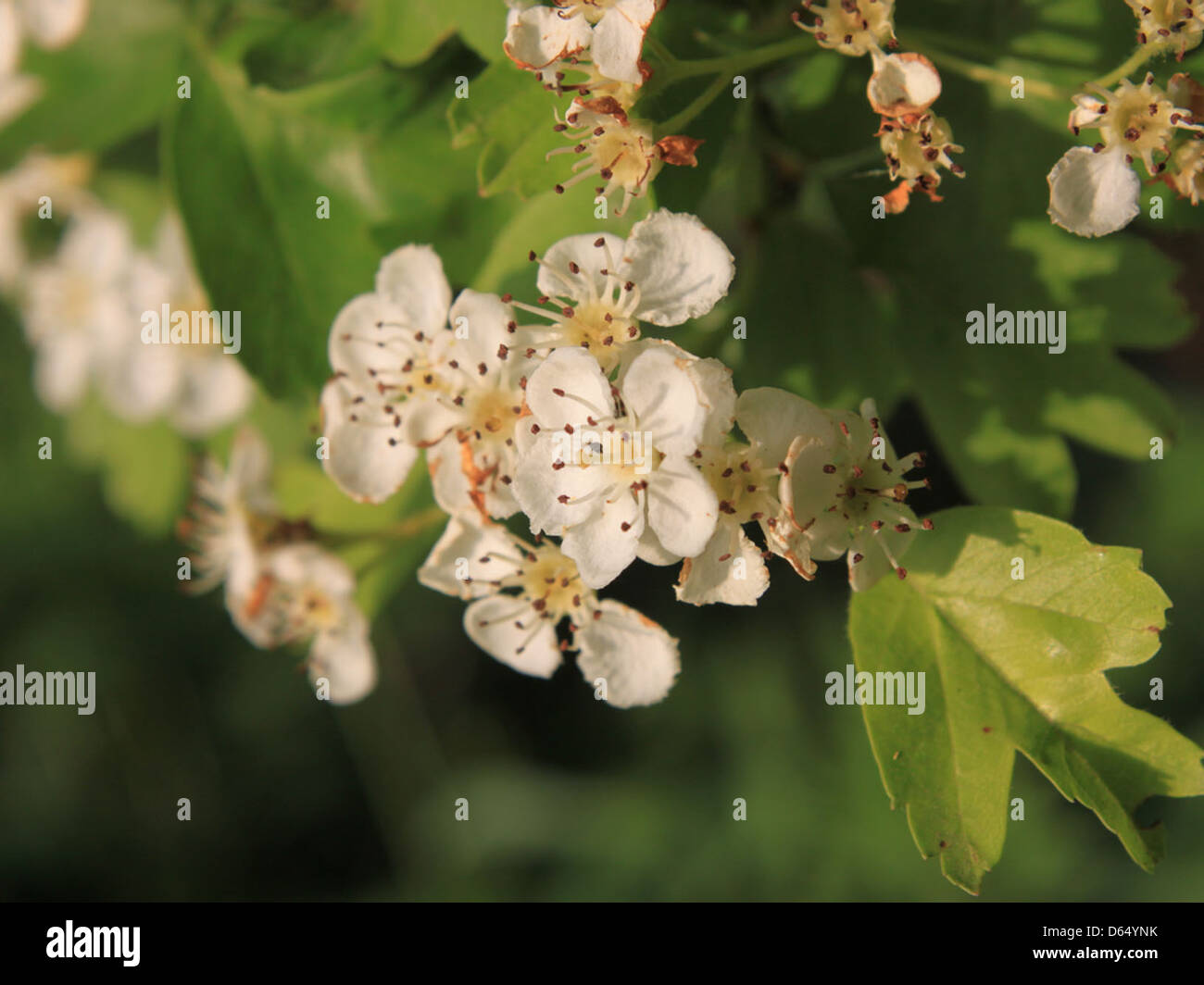 Oxyacantha hi-res stock photography and images - Alamy