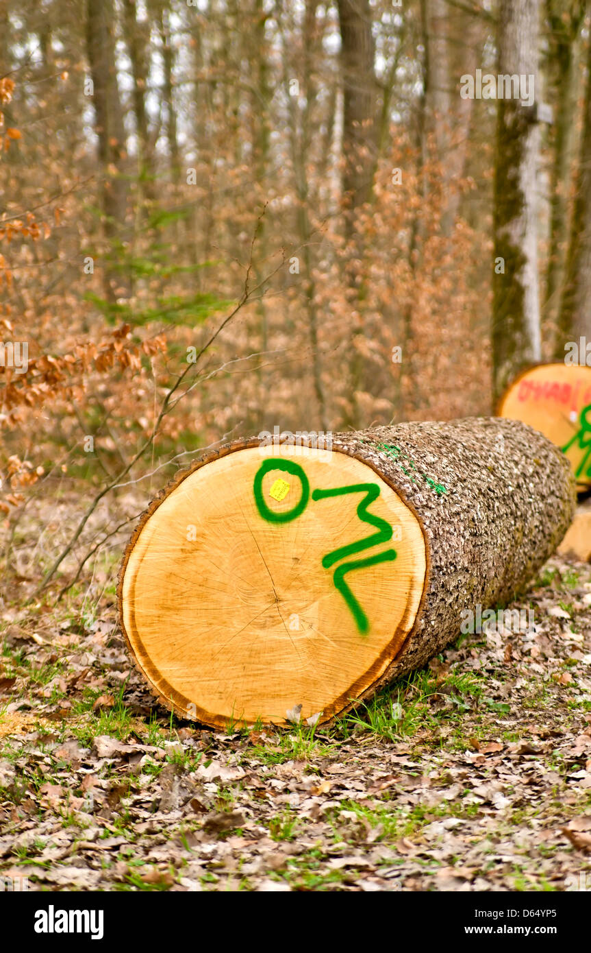 Timer frame construction hi-res stock photography and images - Alamy