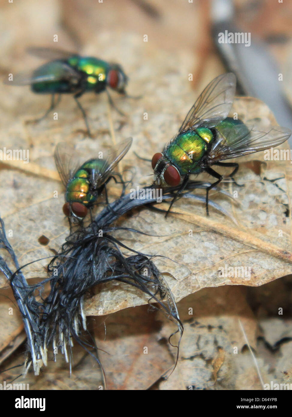 Lucilia sericata photo hi-res stock photography and images - Alamy