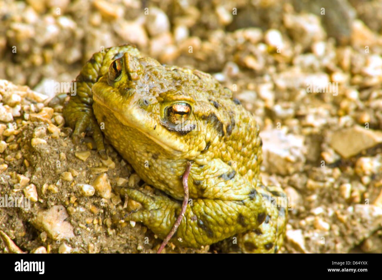 Big cane toad hi-res stock photography and images - Alamy