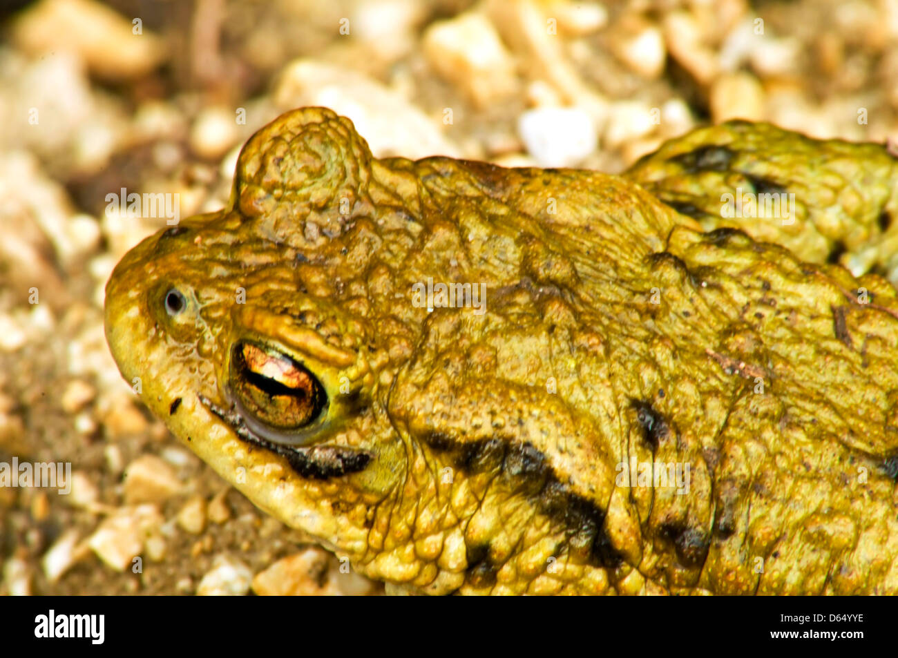 Giant river toad amphibian hi-res stock photography and images - Alamy