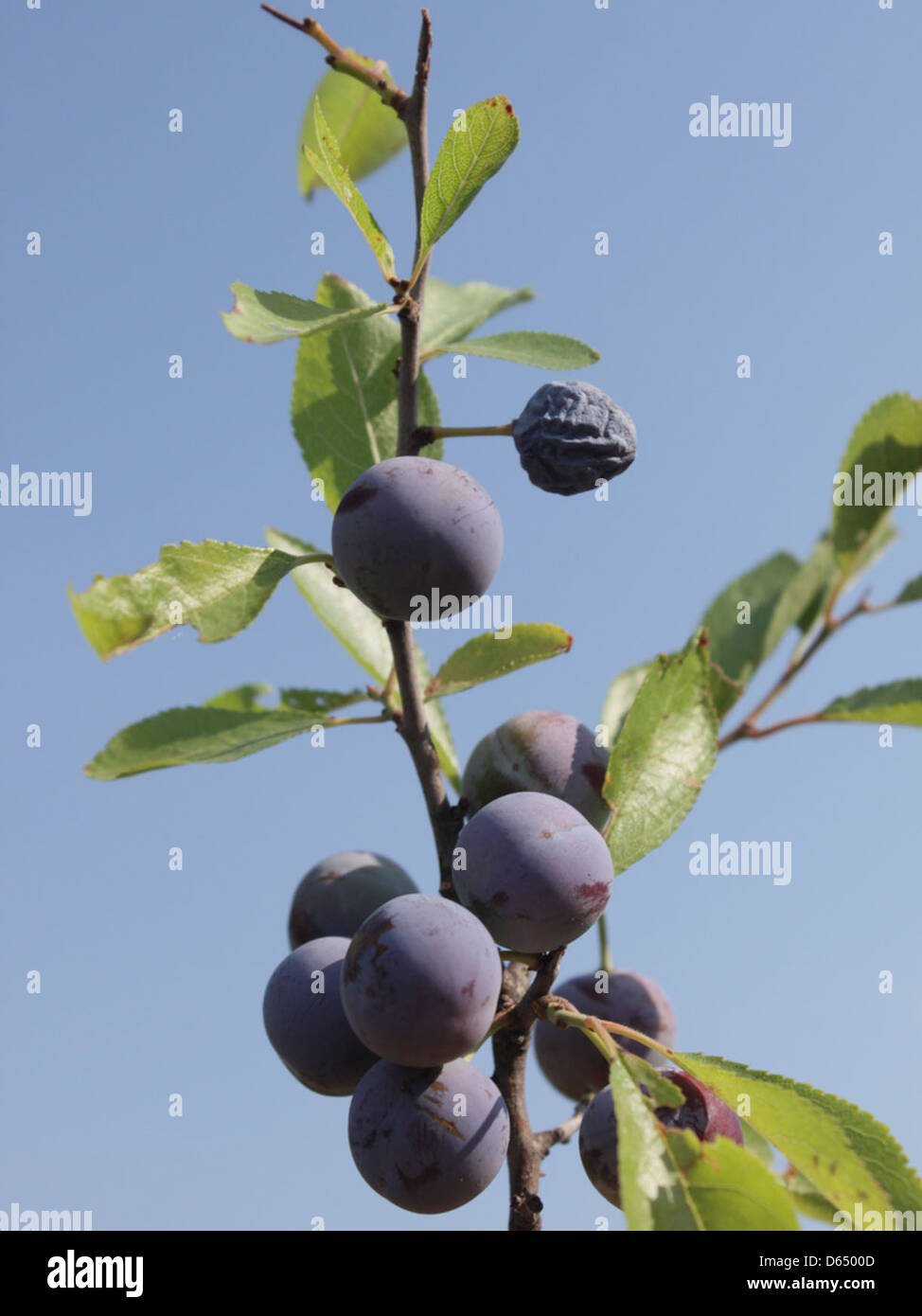 Half-ripe blackthorn fruits, also known as sloes, alongside blueberries ...