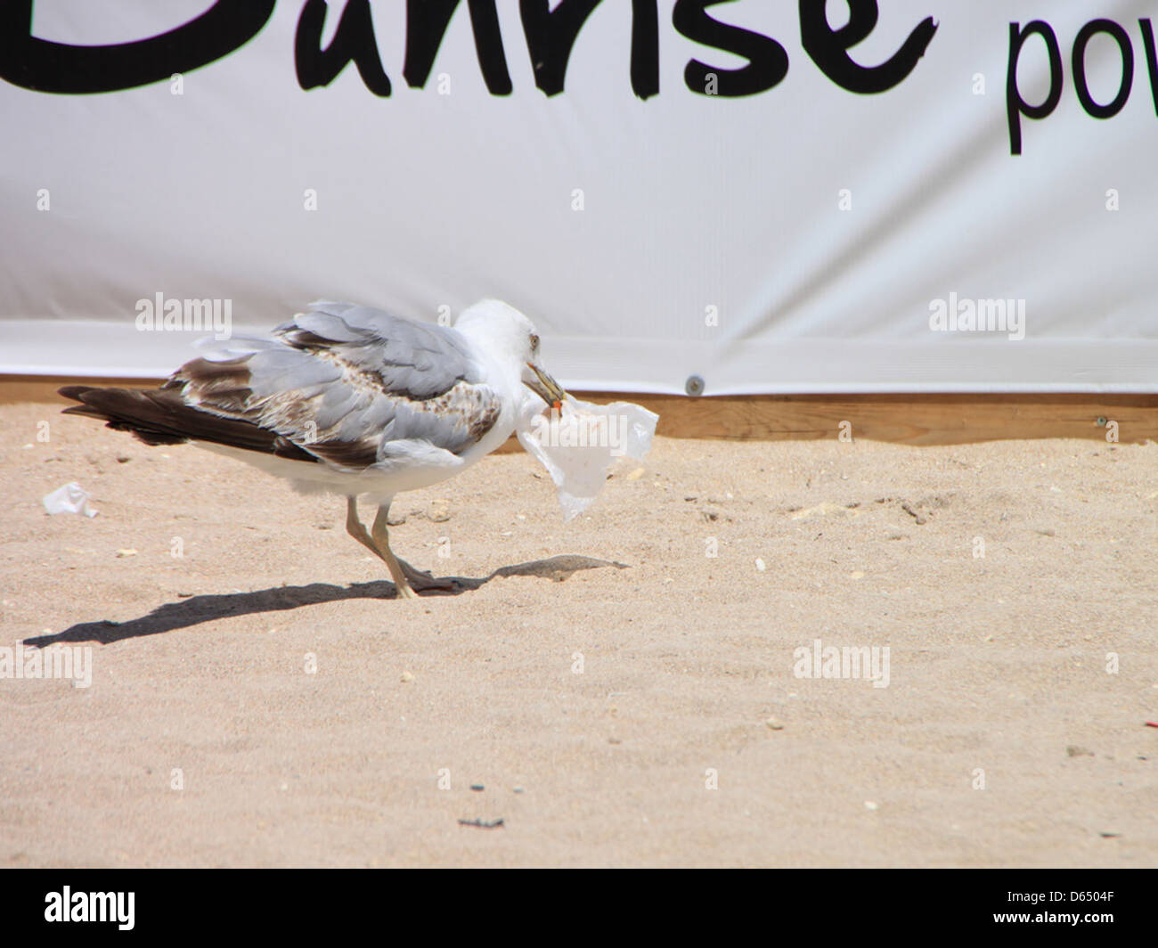Seagulls search for food along a sandy beach, displaying their foraging ...