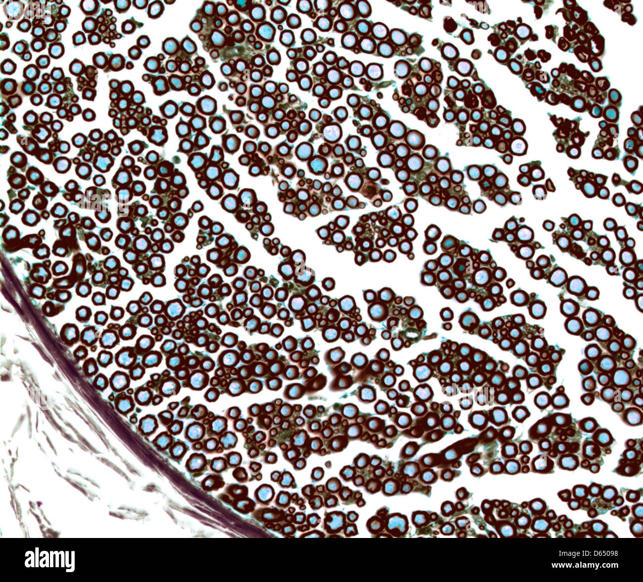 Nerve fibres, light micrograph Stock Photo - Alamy