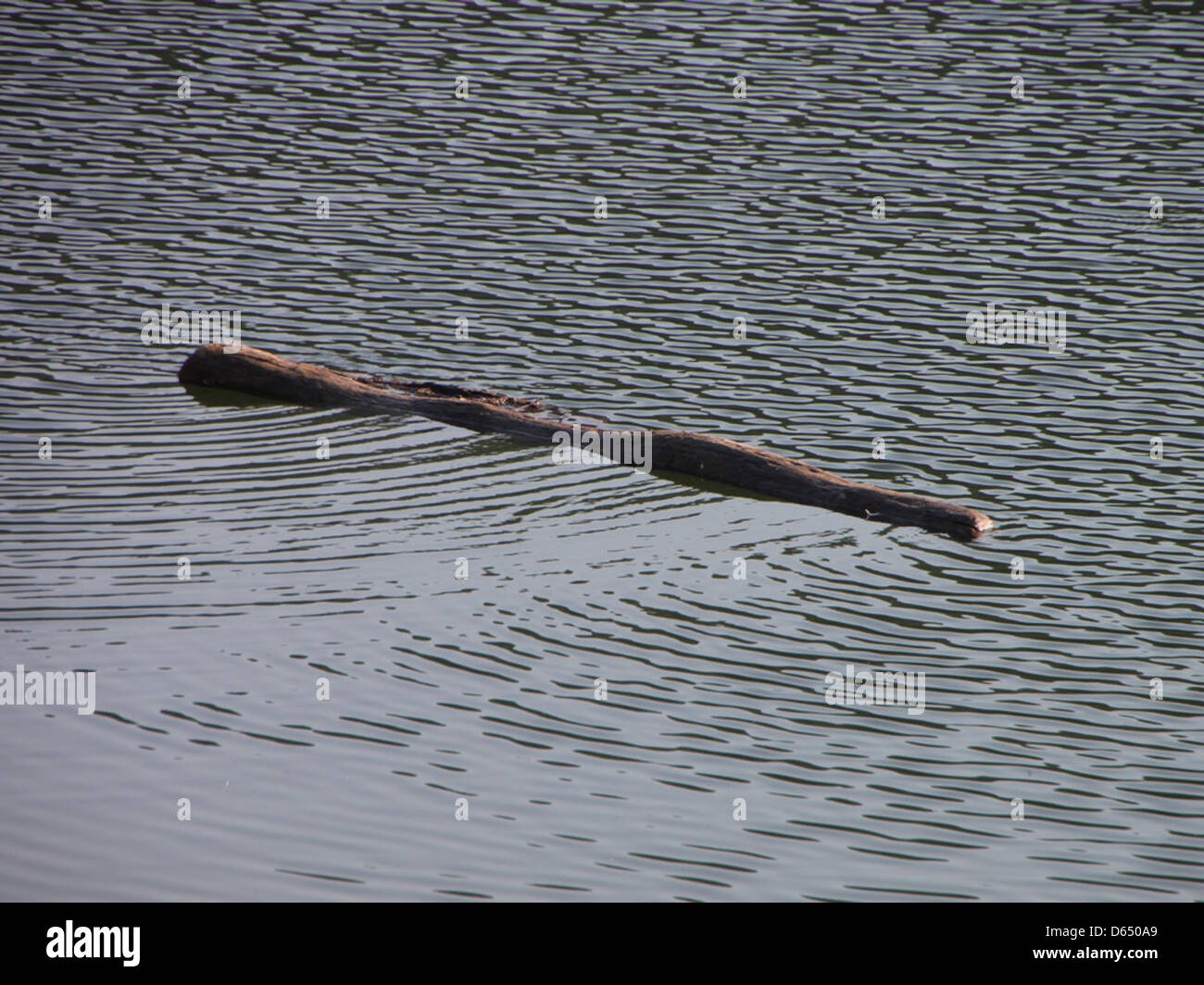 A tree trunk floats on the surface of a lake, its reflection visible in ...