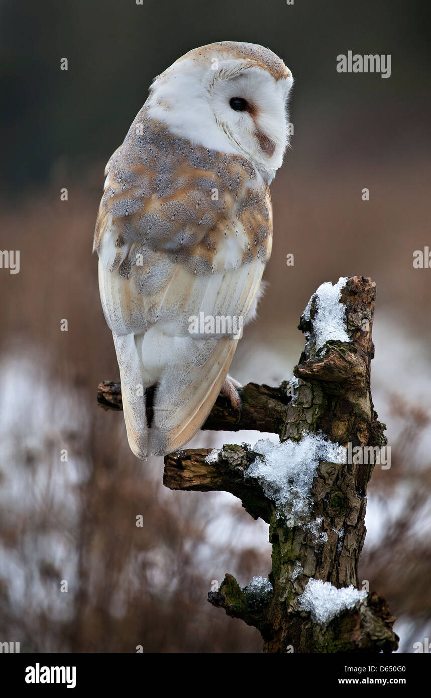Barn owl snow hi-res stock photography and images - Alamy