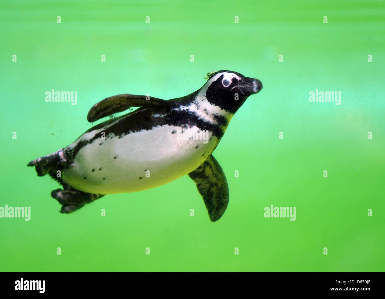 An African Penguin aka Black-footed Penguin dives in his enclosure at ...