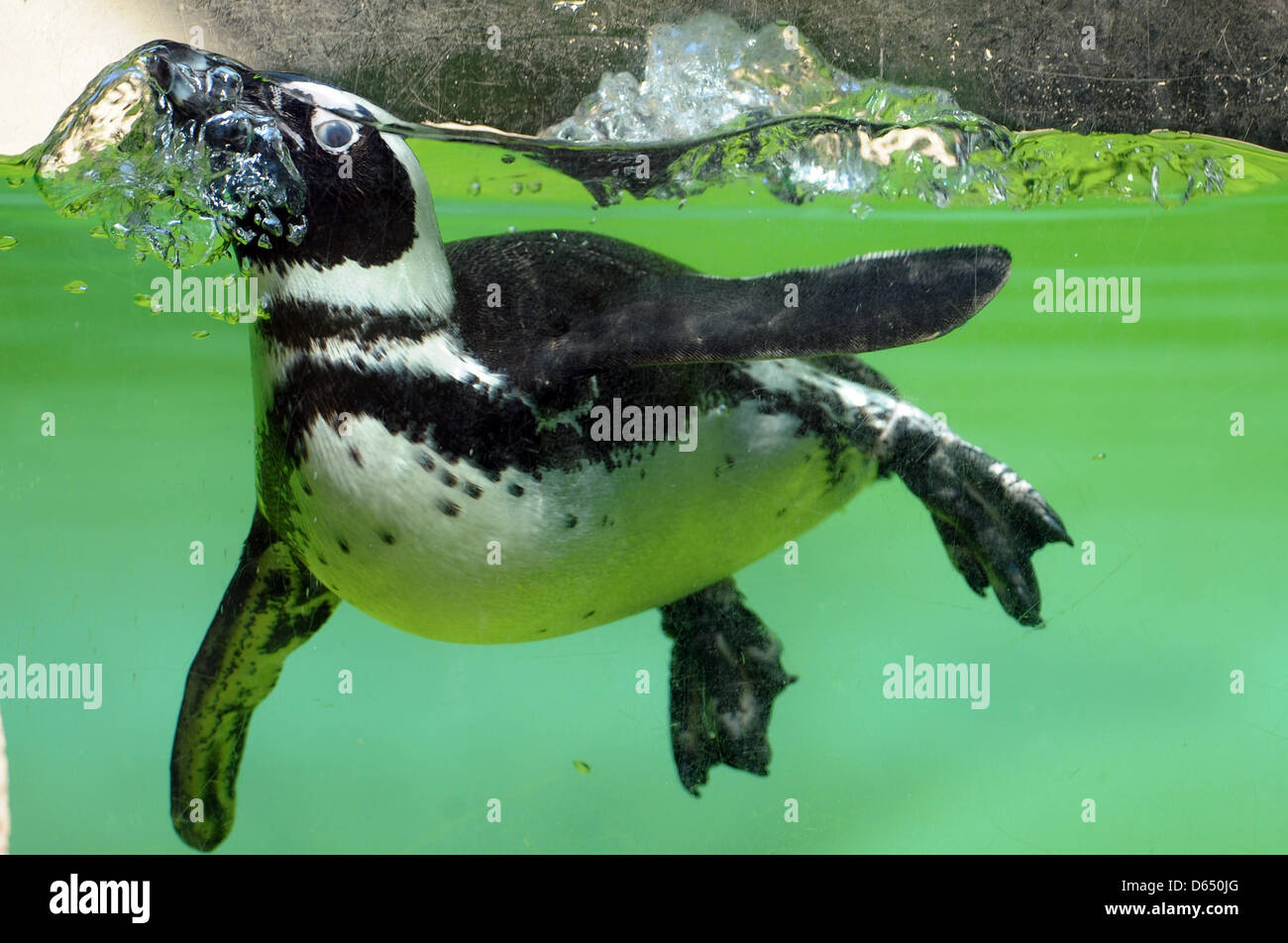 An African Penguin aka Black-footed Penguin dives in his enclosure at ...