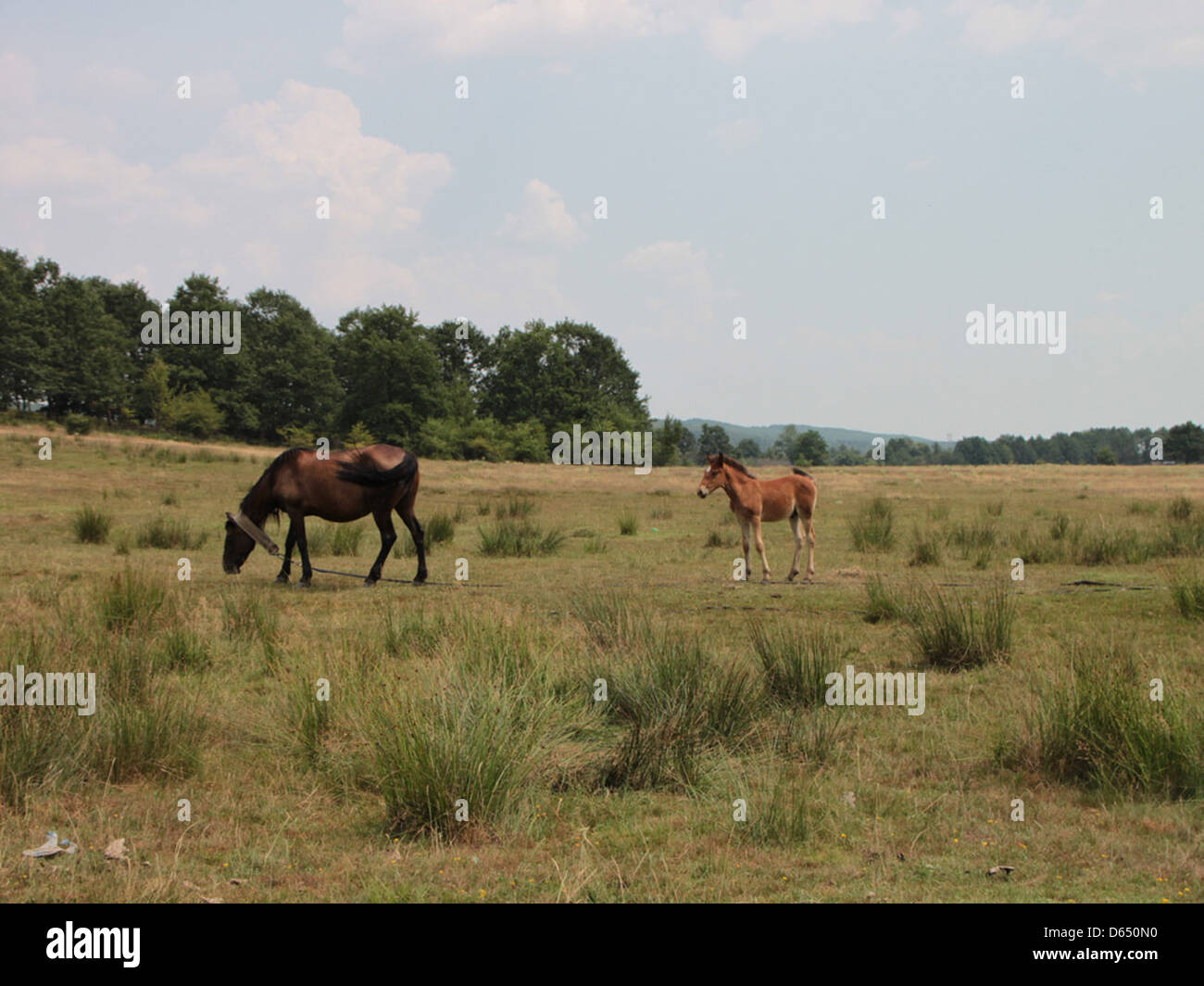 This image shows a mare with its foal in a natural setting. The mare is ...