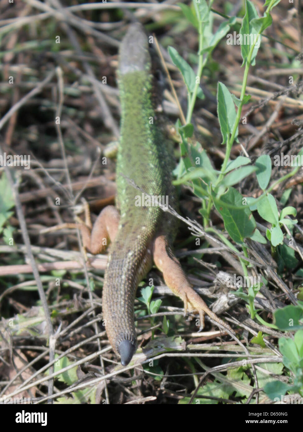 Regrowing tail hi-res stock photography and images - Alamy