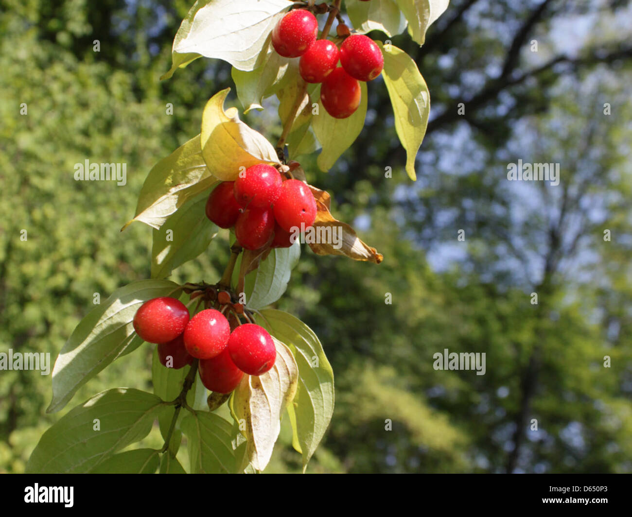 A close-up photo of ripe red berries from the European Cornel tree ...
