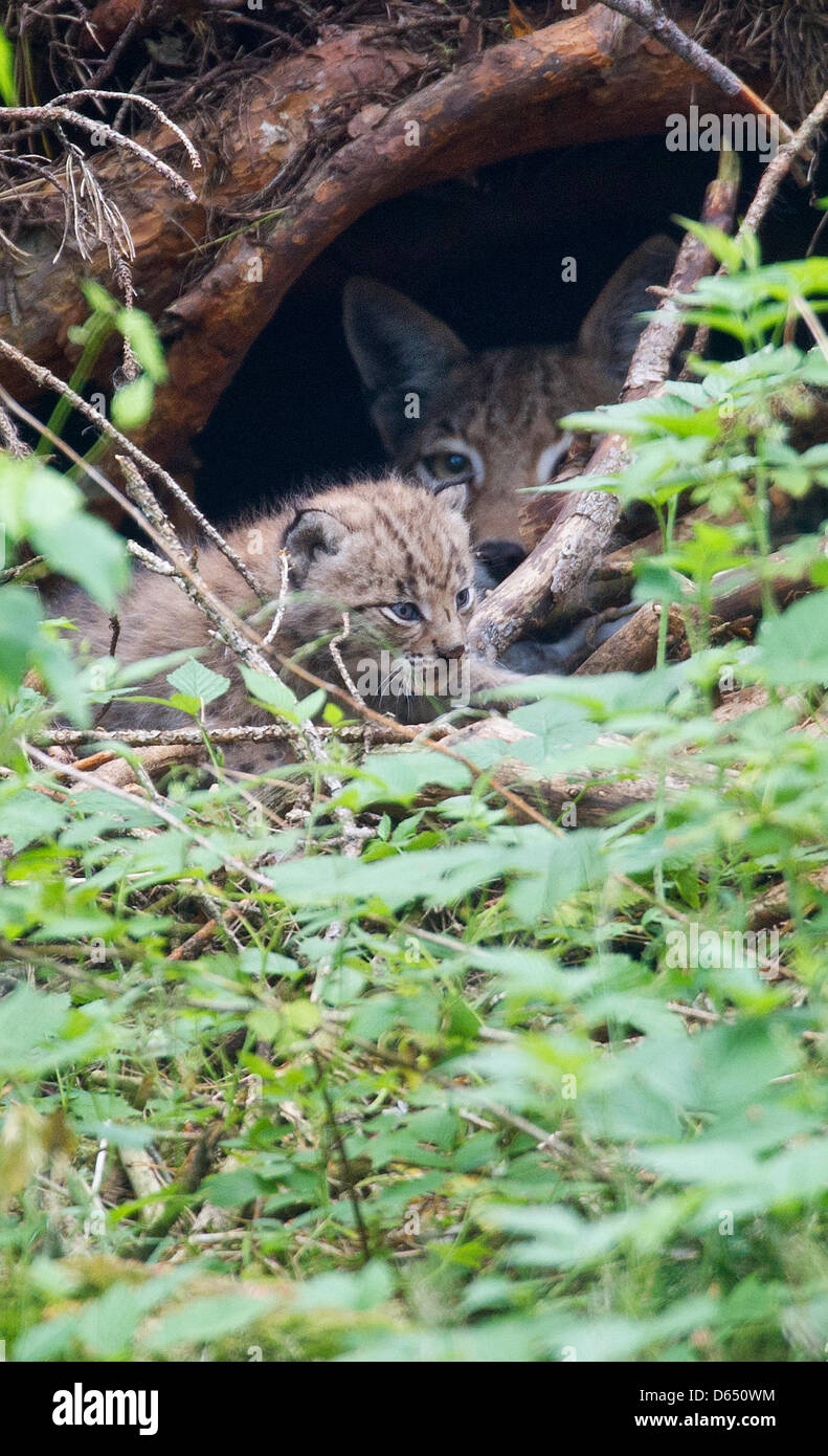 Eurasian lynxes hi-res stock photography and images - Alamy