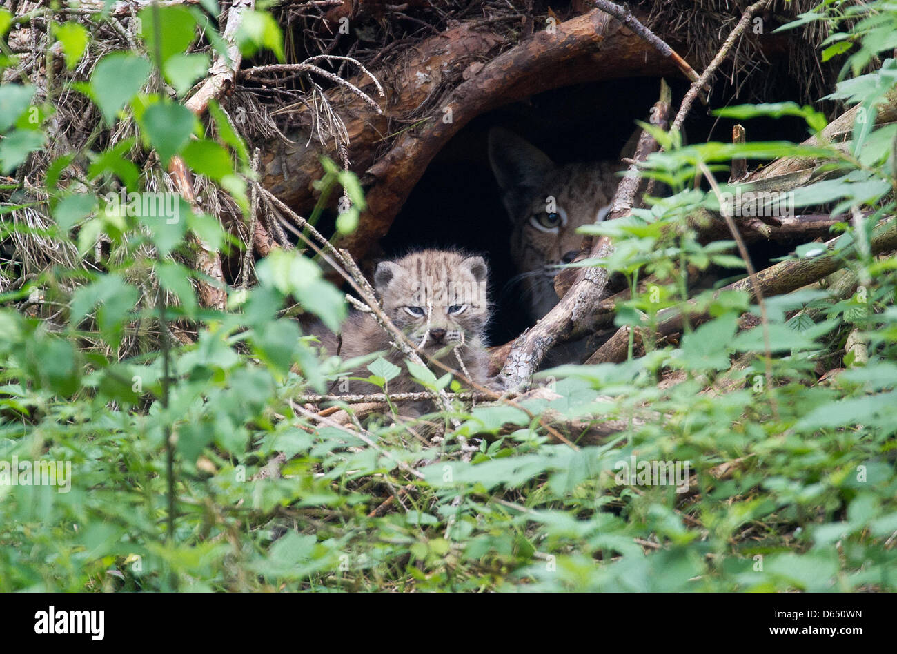 Lynx born hi-res stock photography and images - Alamy