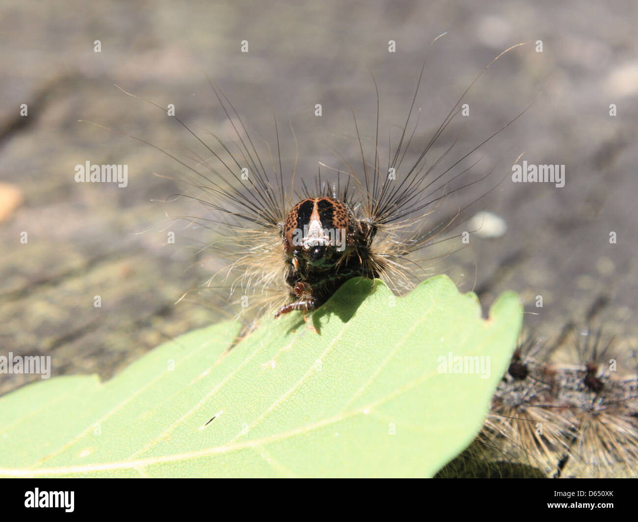 Public domain insects hi-res stock photography and images - Alamy