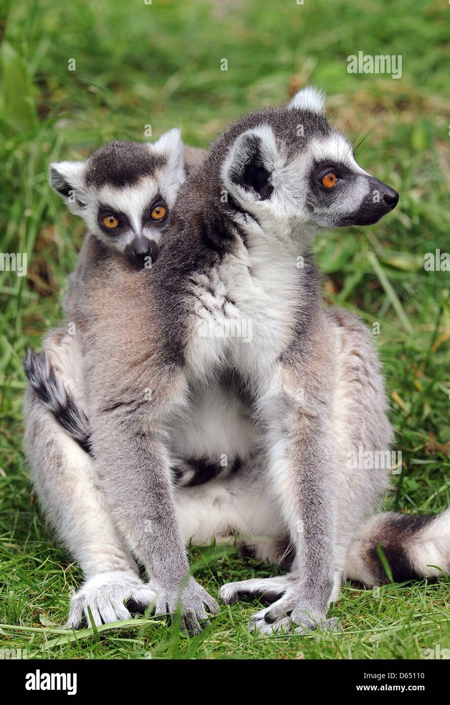 A ring-tailed lemur offspring holds on to his mother in the lemur ...