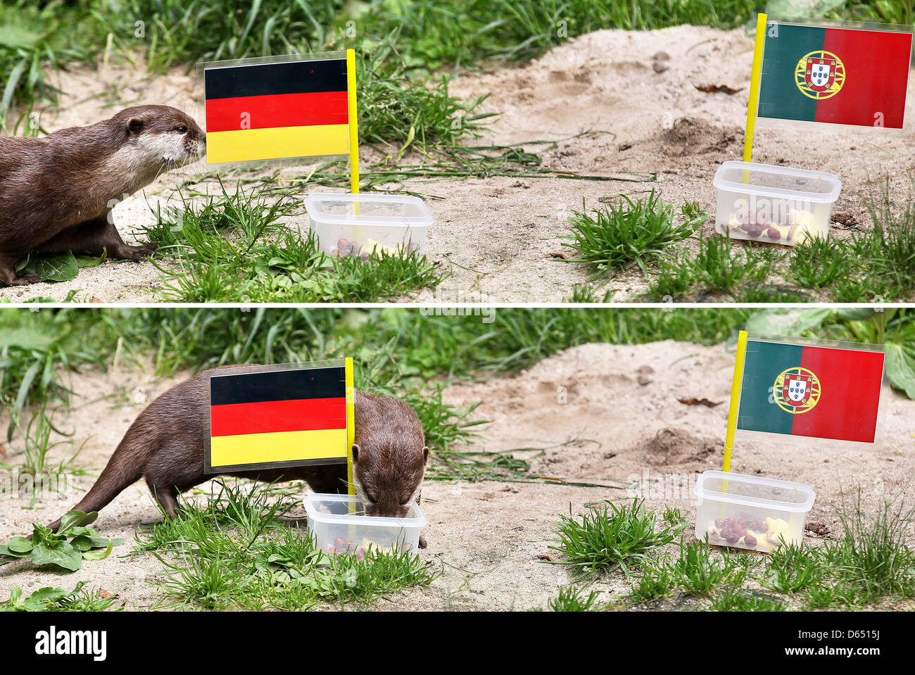 A combo picture dated 08 June 2012 shows 14-year-old female otter ...