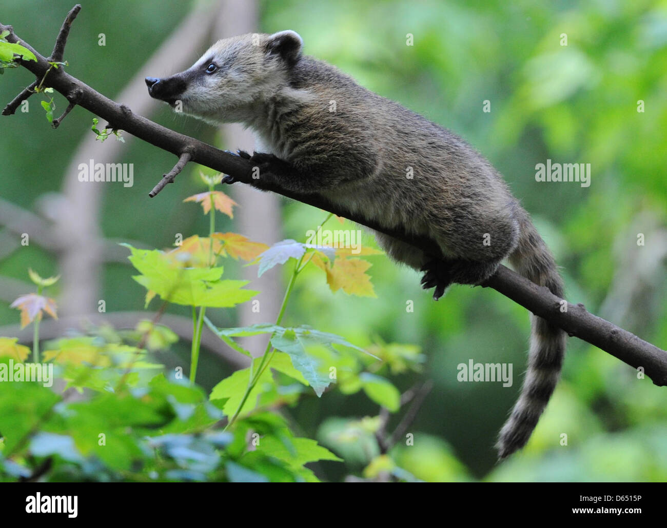 A baby coati at Tierpark Hagenbeck in Hamburg, Germany, 08 June 2012 ...