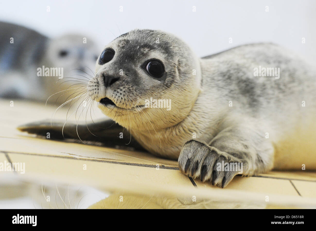 Baby seal Butz lies in the seal quarantine station in Norden-Norddeich ...