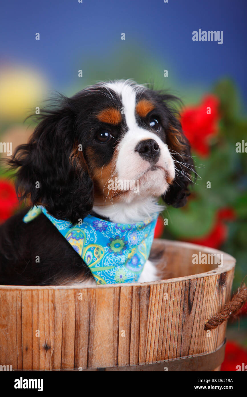Cavalier King Charles Spaniel, puppy, tricolor, 3 months, male, in wood ...