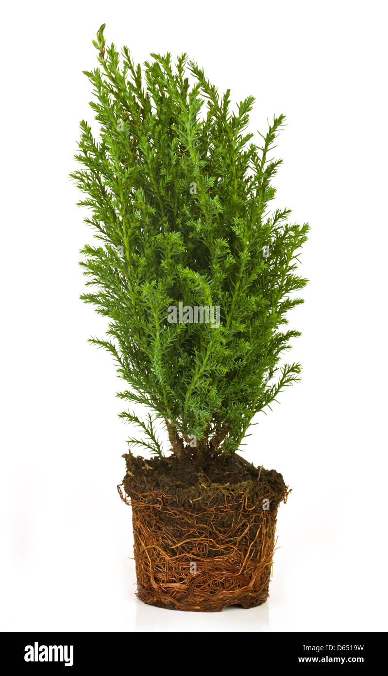Thuja Cut Out Stock Images & Pictures - Alamy