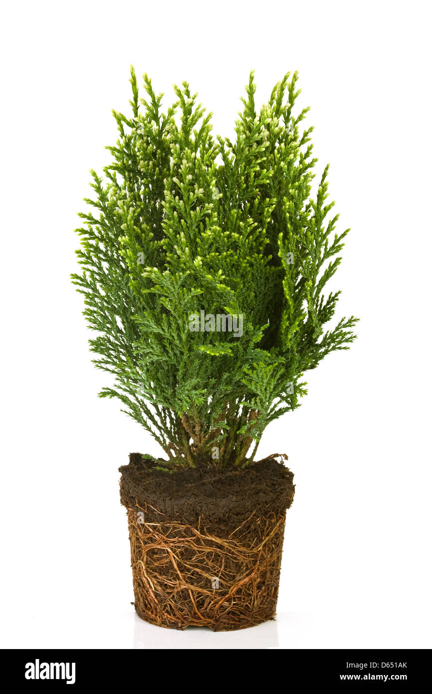 Thuja pot hi-res stock photography and images - Alamy
