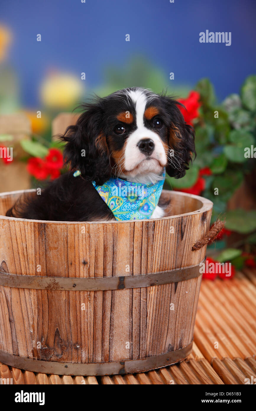 Cavalier King Charles Spaniel, puppy, tricolor, 3 months, male, in wood ...