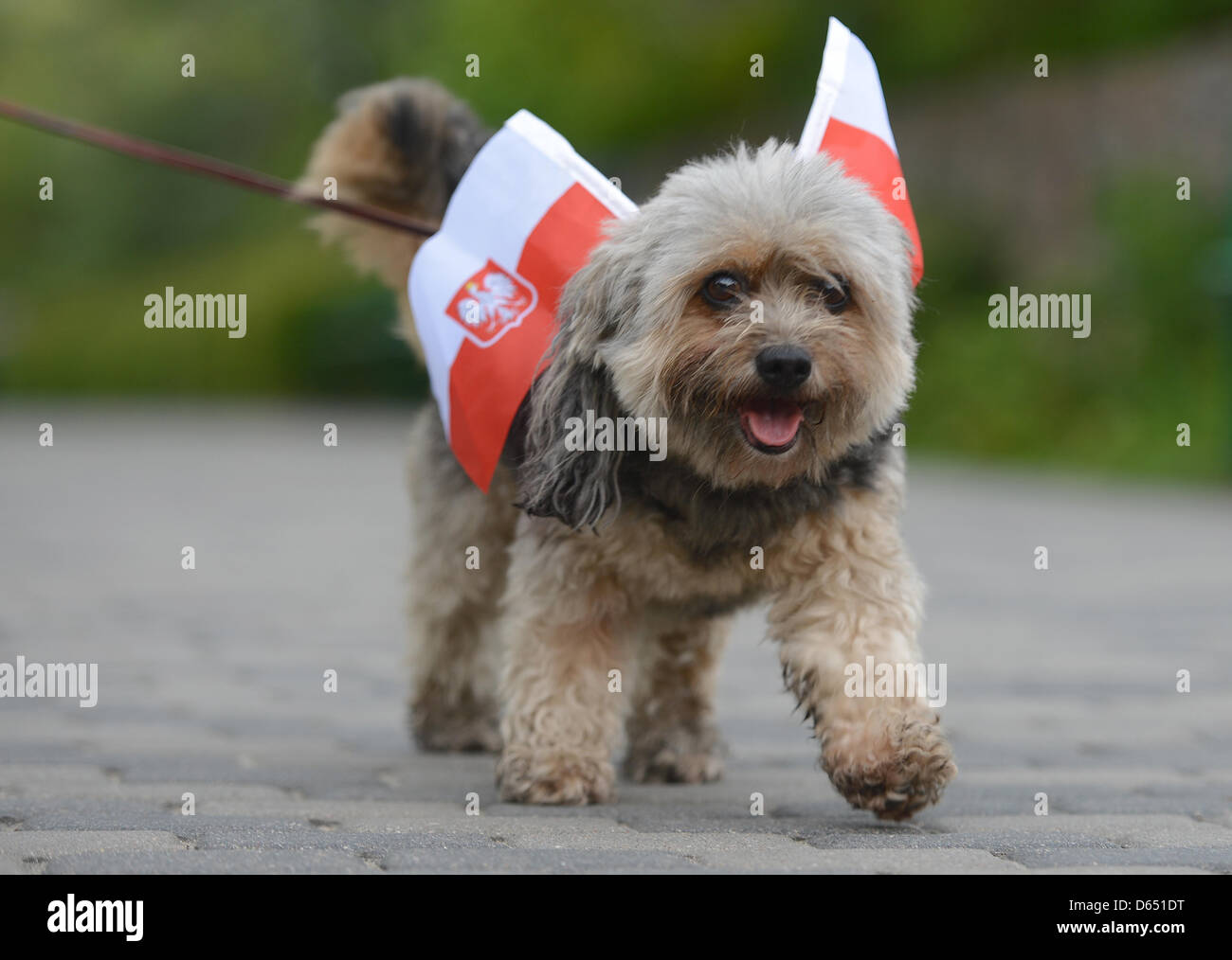 The little dog "Zara" carries two polish flags at the beach in Sopot ...