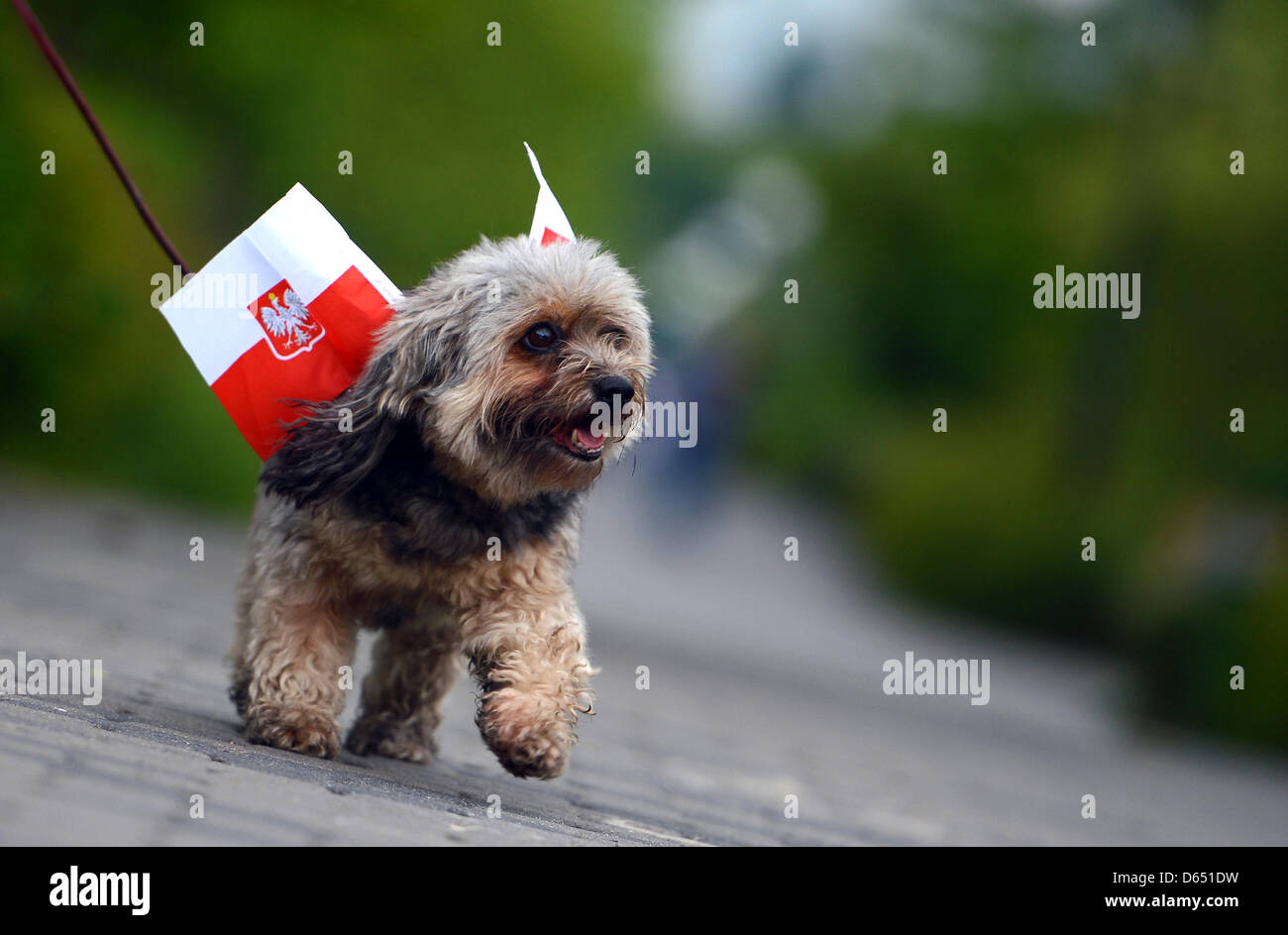 The little dog "Zara" carries two polish flags at the beach in Sopot ...