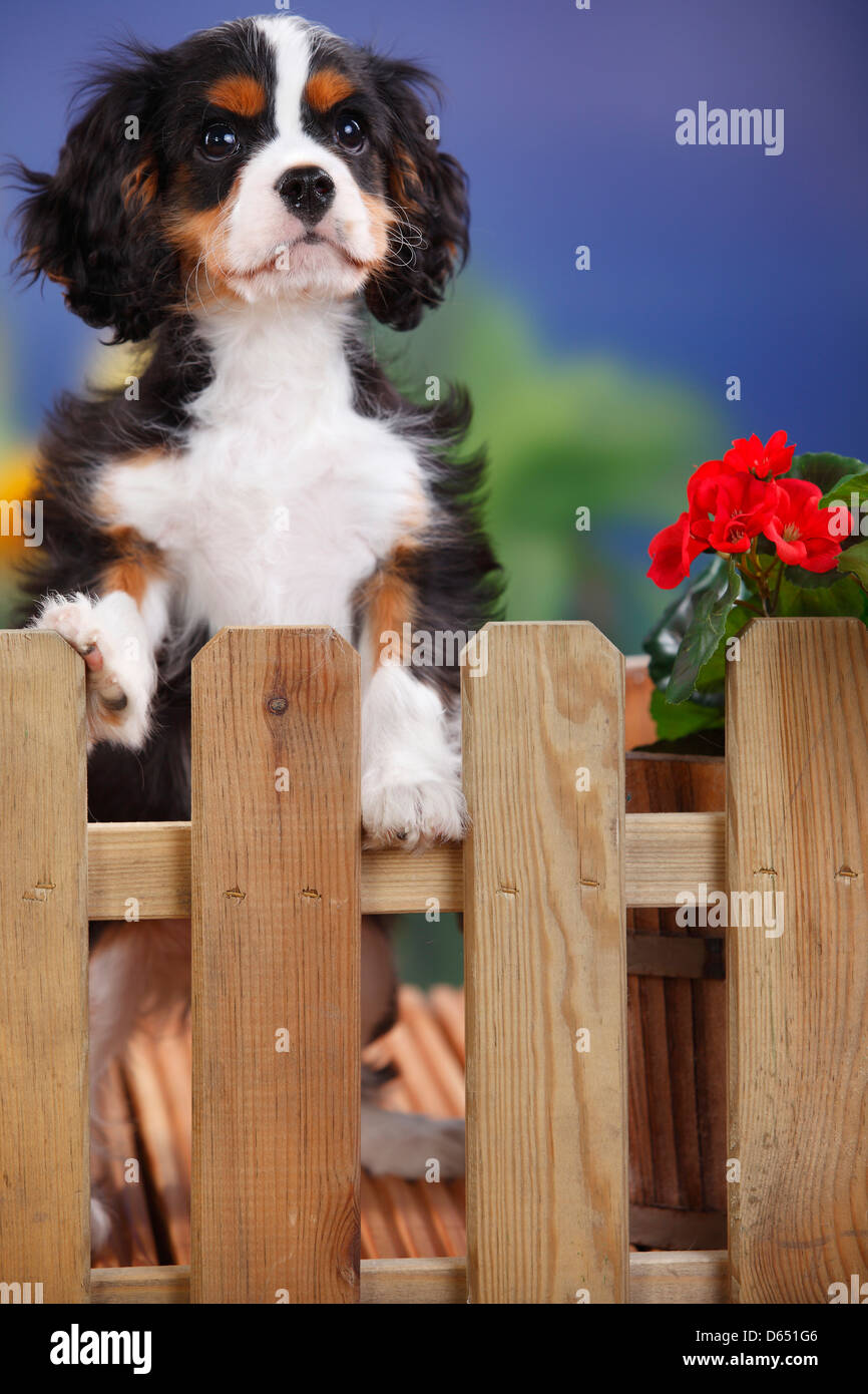 Cavalier King Charles Spaniel, puppy, tricolor, 3 months, male ...