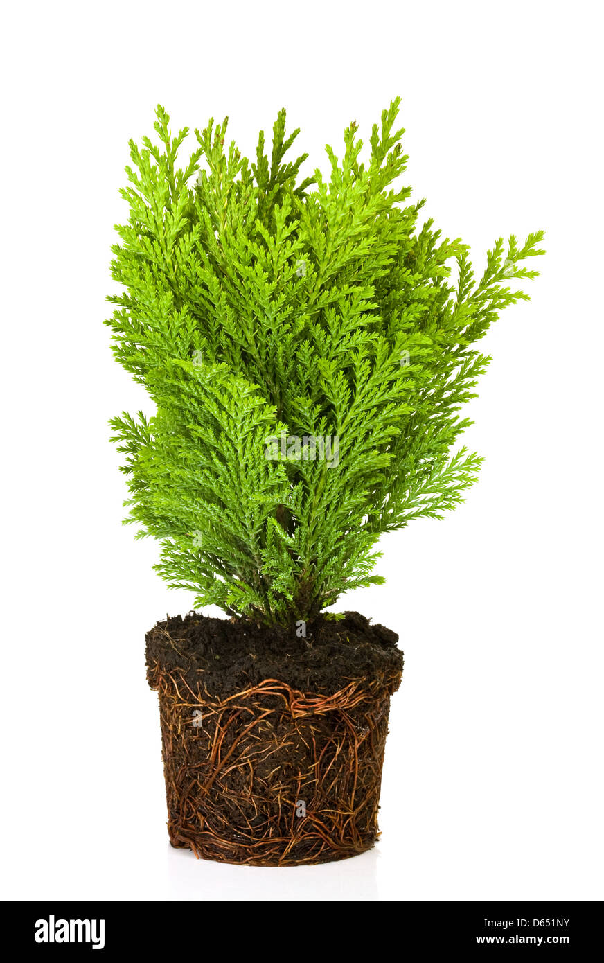 Thuja pot hi-res stock photography and images - Alamy