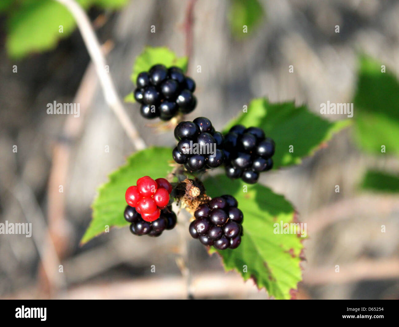 This image features a blackberry fruit tree with ripe brambles. The ...