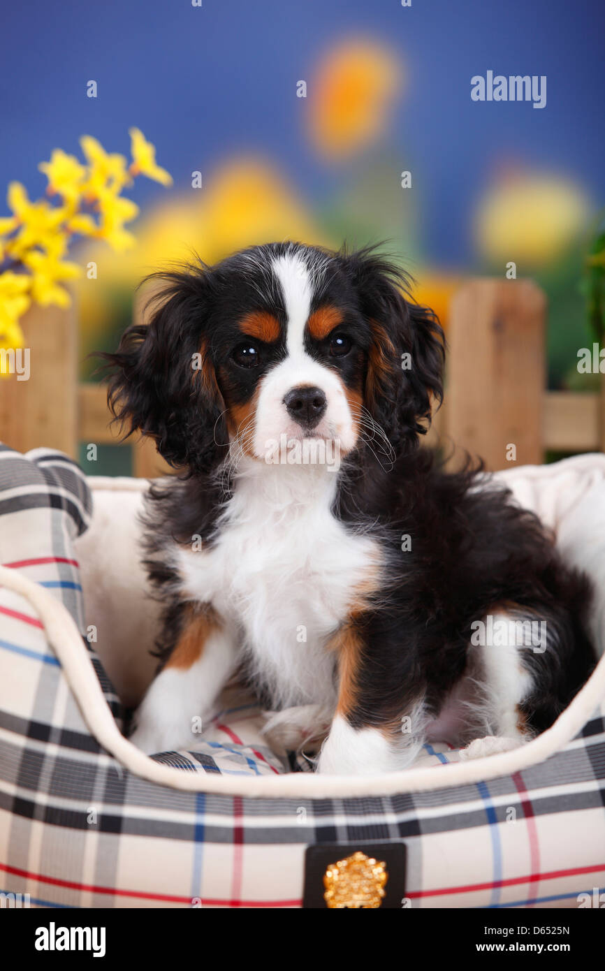Cavalier King Charles Spaniel, puppy, tricolor, 3 months, male, in dog ...