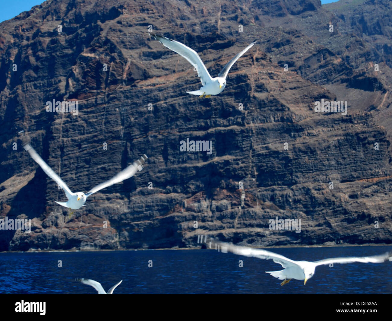 Seagulls-flying-over-Ocean-Los-Gigantes Tenerife-Island DSC 0291 Stock ...
