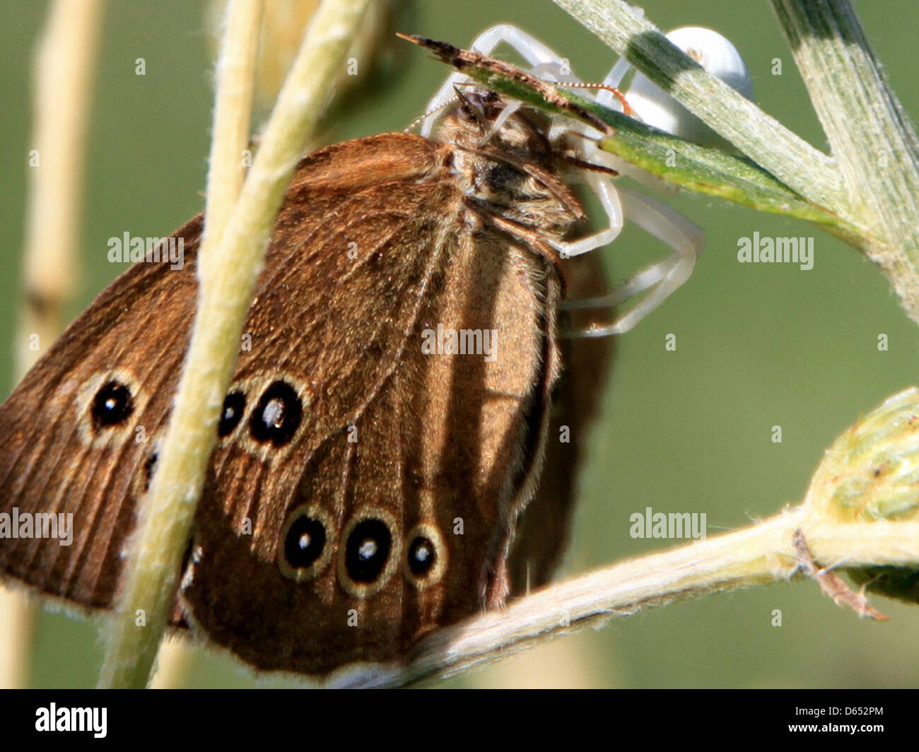 This image shows a white crab spider capturing a butterfly, showcasing ...