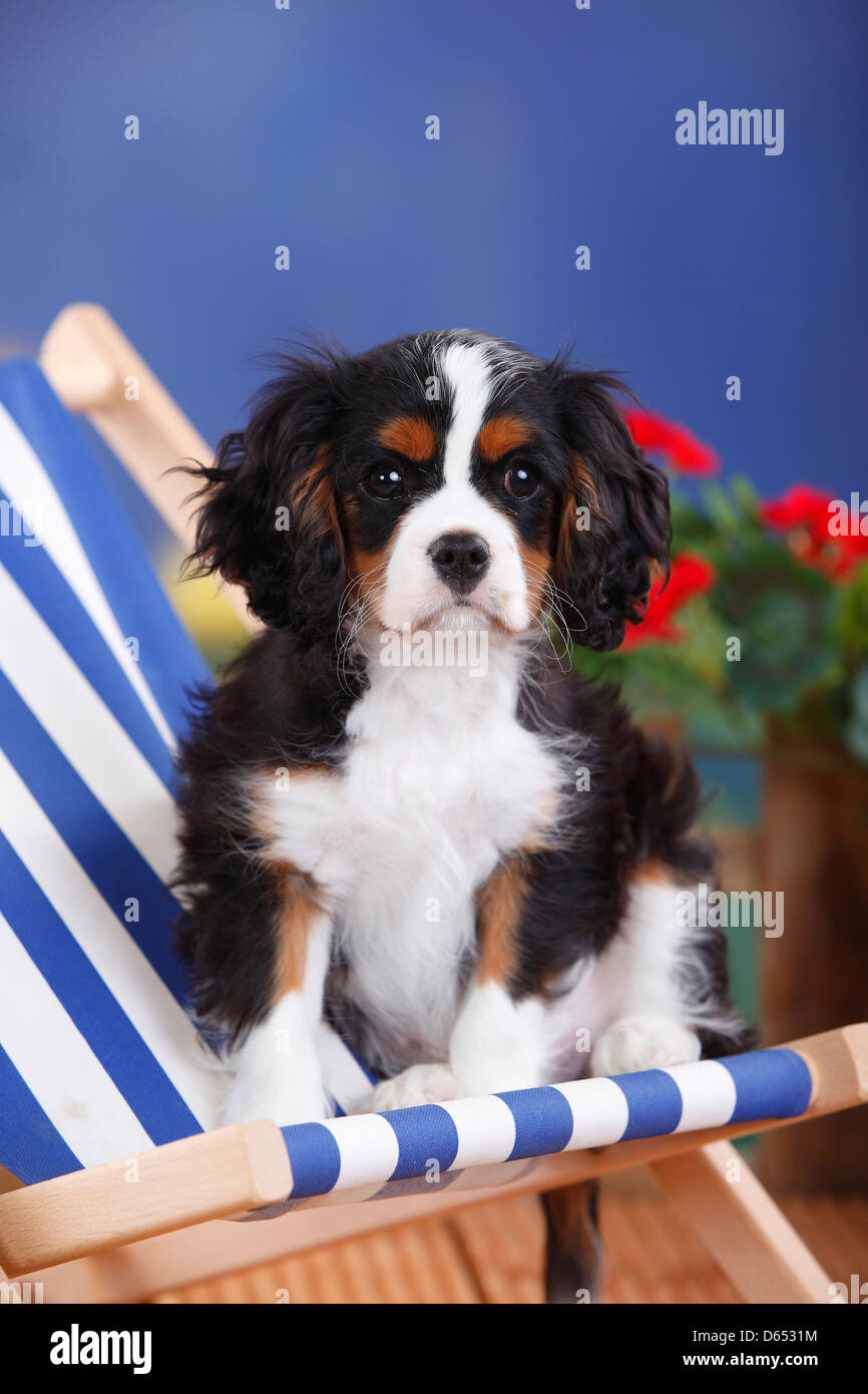 Cavalier King Charles Spaniel, puppy, tricolor, 3 months, male ...