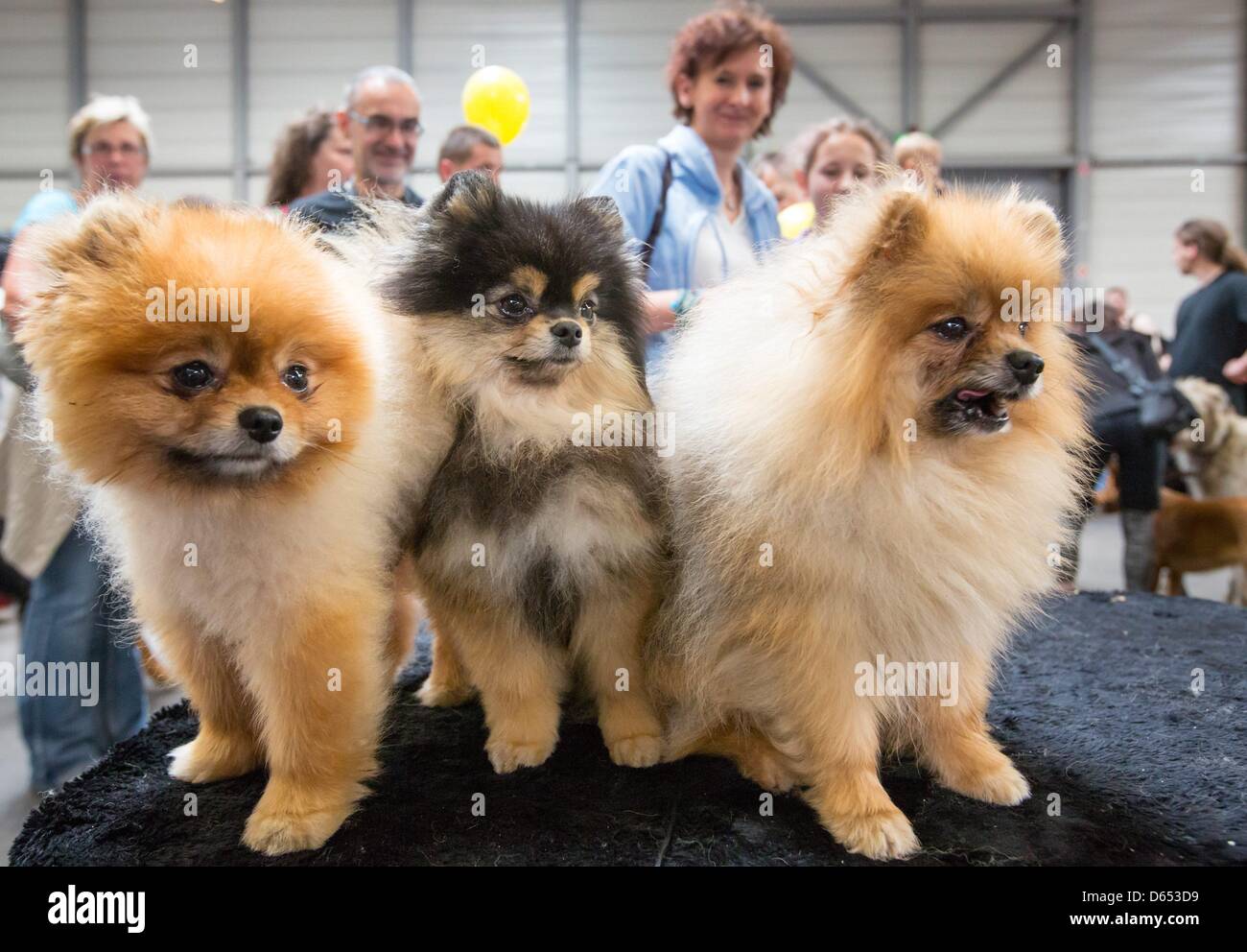 Klein German Spitz
