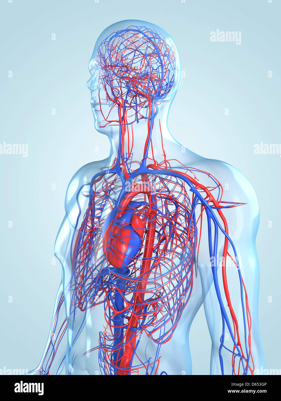 Cardiovascular system, artwork Stock Photo - Alamy