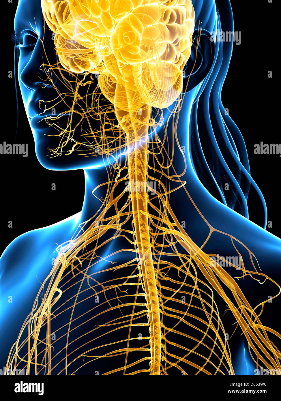 Nervous system, artwork Stock Photo - Alamy