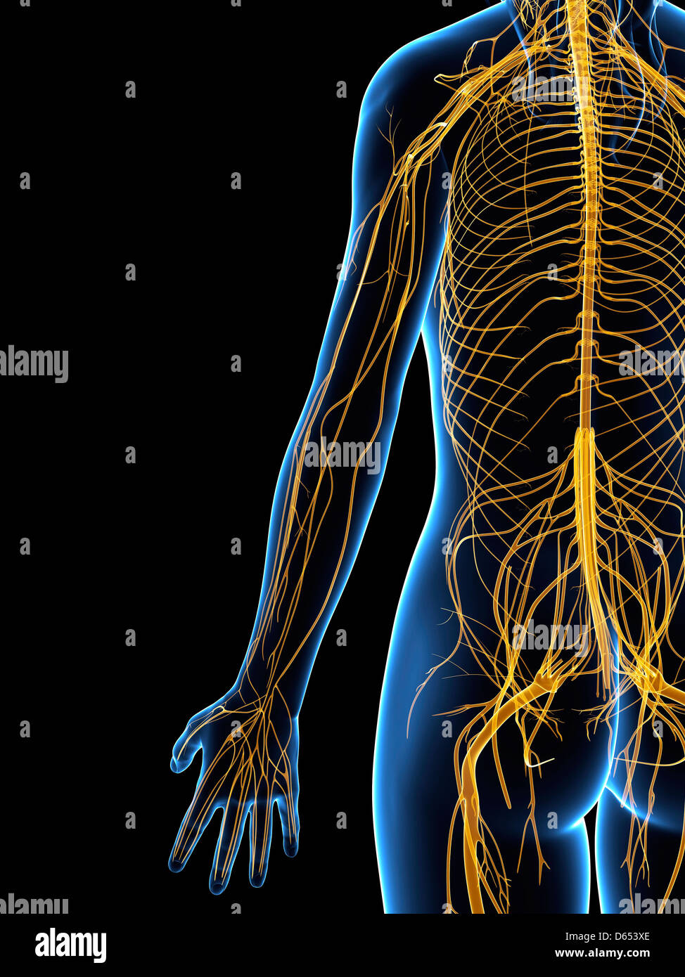 Nervous system, artwork Stock Photo - Alamy