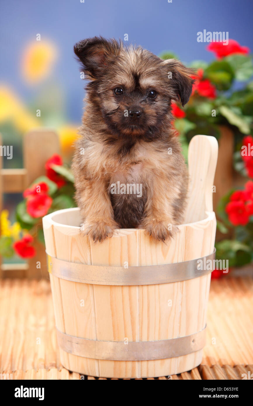 Mixed Breed Dog, puppy, 11 weeks (Pomeranian x Chihuahua) / Pomchi, Chiranian, wood tub Stock ...