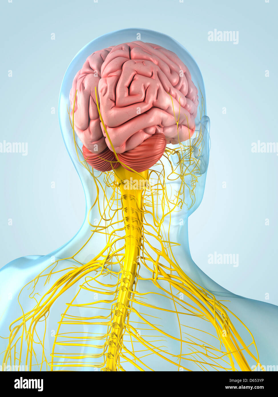 Nervous system, artwork Stock Photo - Alamy