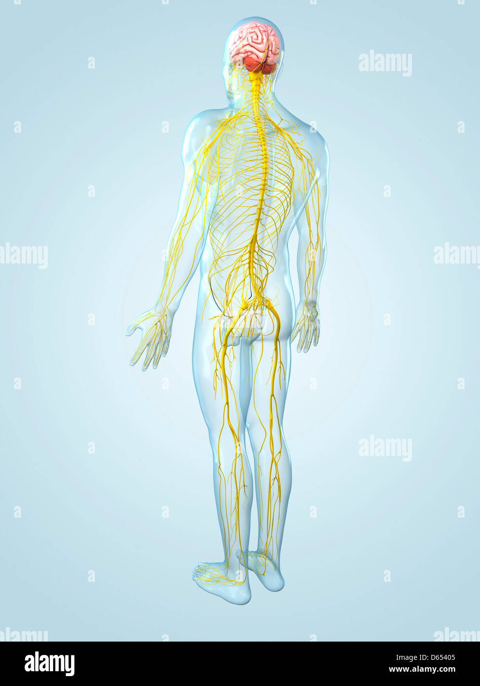 Nervous system, artwork Stock Photo - Alamy